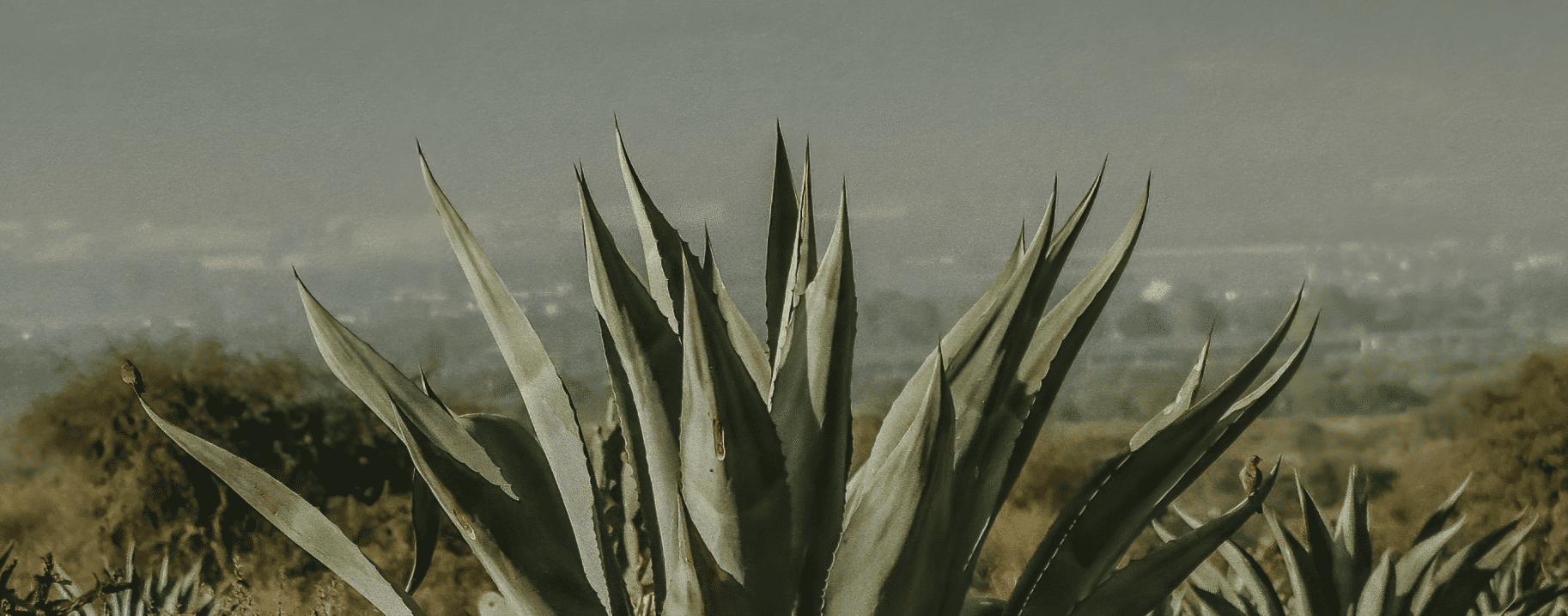 Amor Apache – Mezcal artesanal de Oaxaca